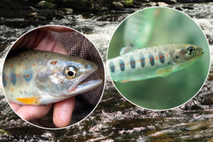 川ではどんな魚を釣ることができるの？川で釣れる魚の種類や特徴を知りたい！そんな方へ主な魚をご紹介します