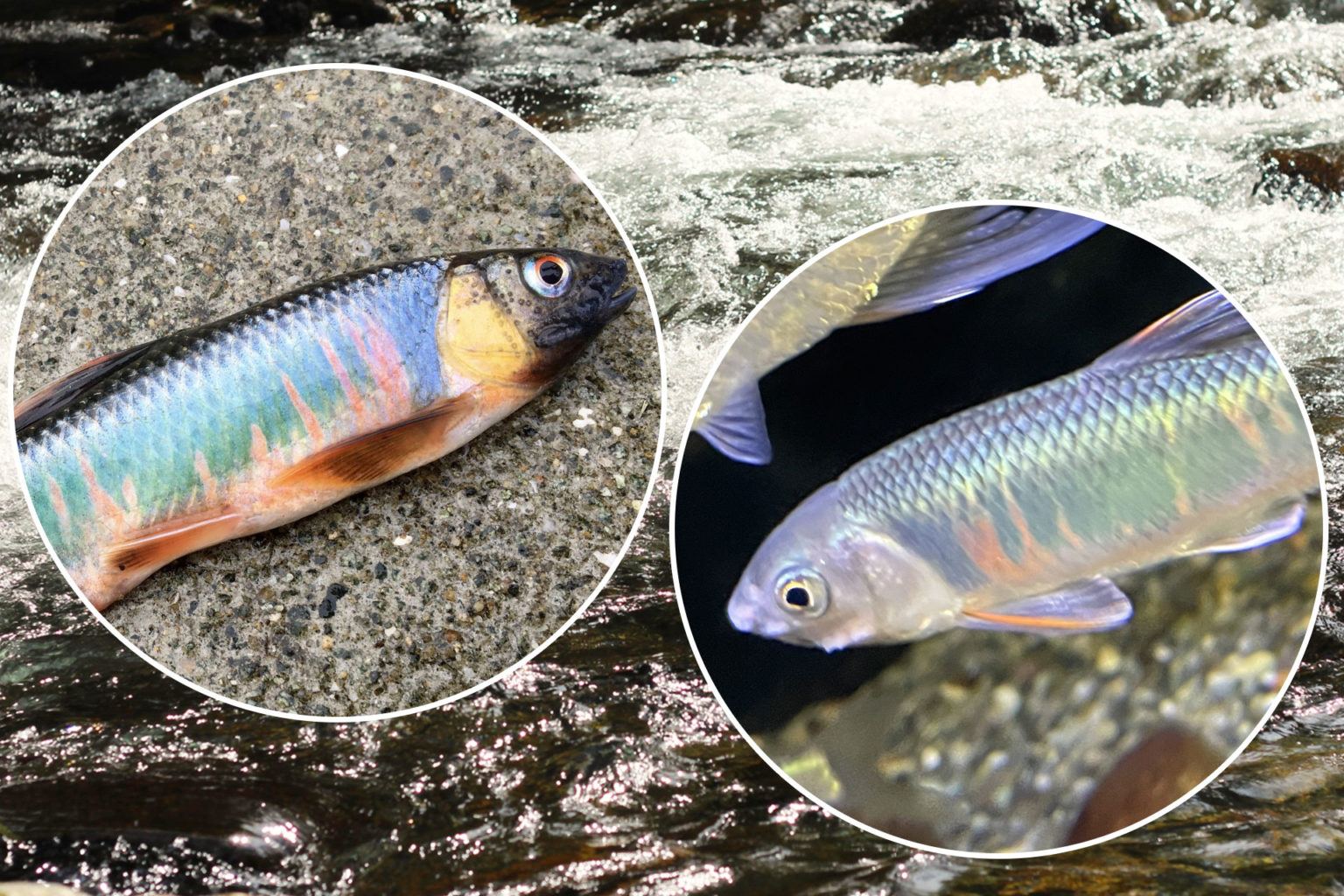 川ではどんな魚を釣ることができるの？川で釣れる魚の種類や特徴を知りたい！そんな方へ主な魚をご紹介します